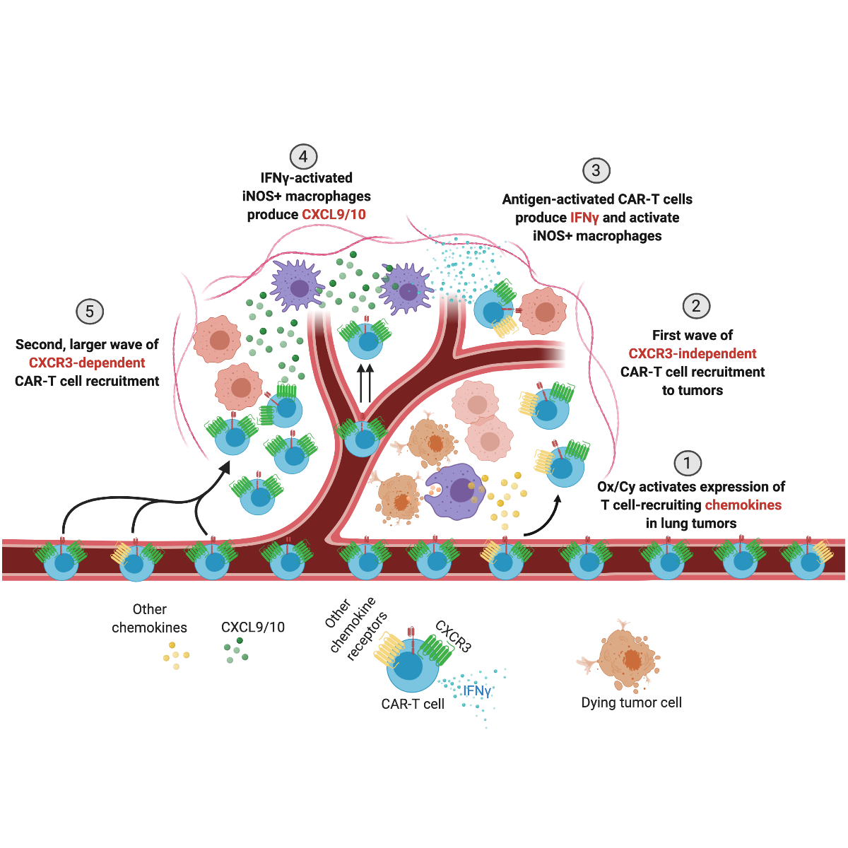 Remodeling the tumor microenvironment for improved CAR T-cell therapy | Fred Hutchinson Cancer ...